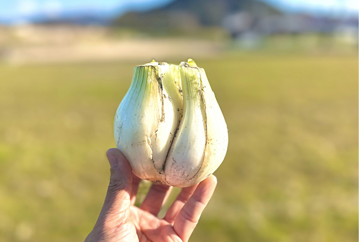 淡路島産新玉ねぎ解禁（2025年度）| 淡路島産規格外野菜販売サイト - seaside grocery（シーサイドグロサリー）